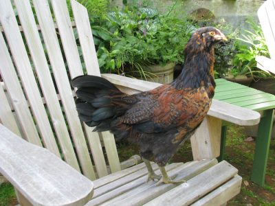 Ten Things Every New Chicken Owner Should Know - Backyard Poultry